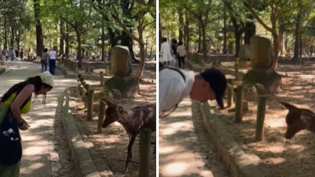 'More Civilised Than Humans': Japan's Nara Deer Greets Indian Tourist With A Bow In Viral Video ...