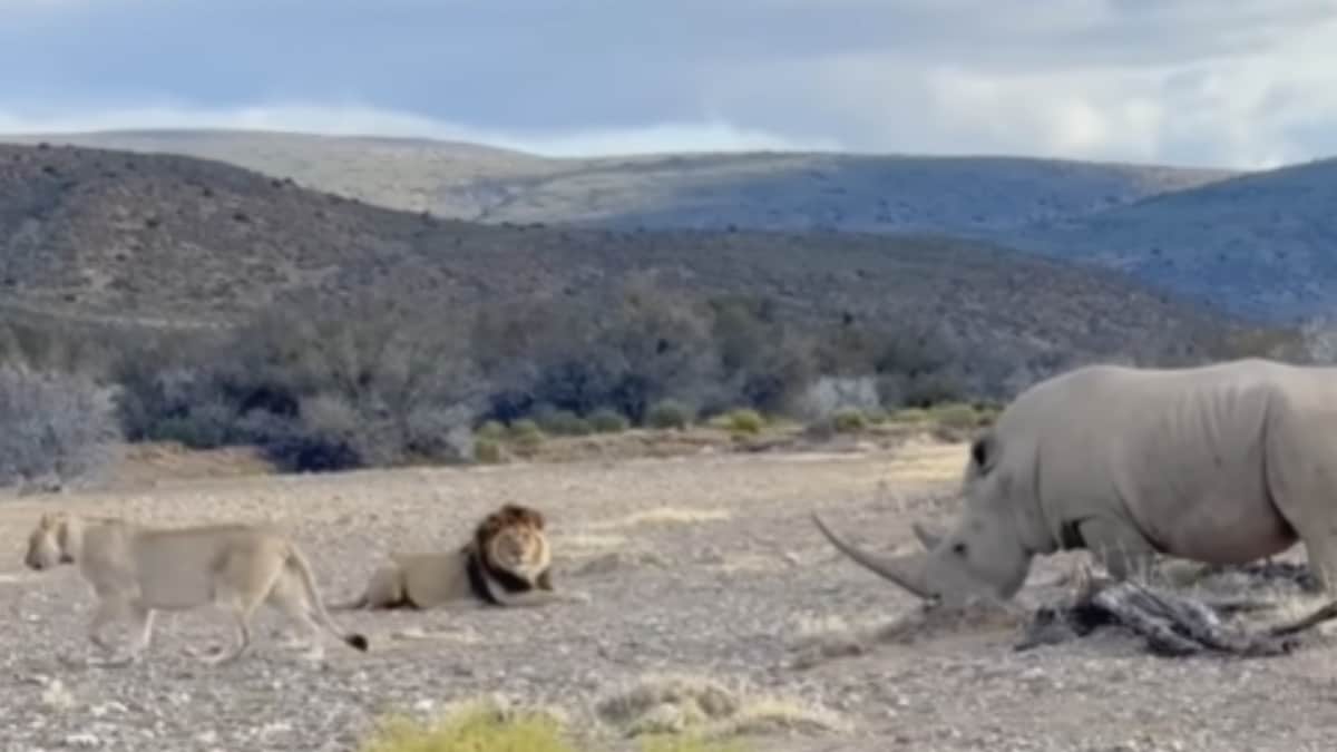 White Rhino Shows Lions Who Is The Real Boss In This Spine-Chilling ...