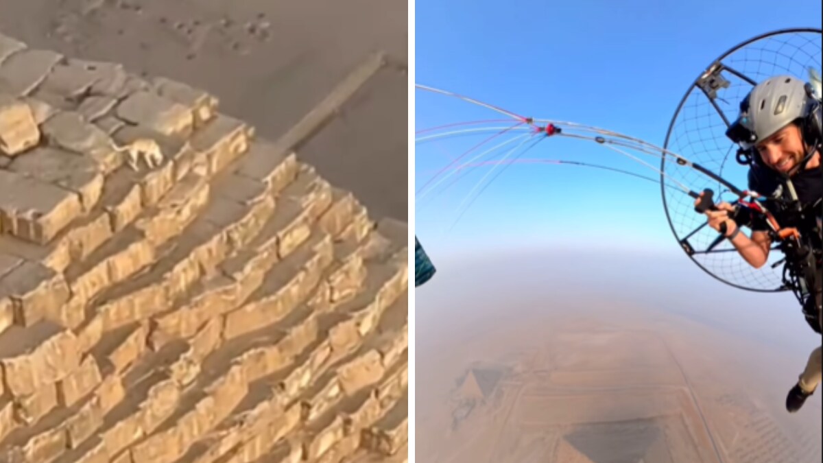 This Video Of Pyramid-Climbing Dog Has Everything Talking | Viral News ...