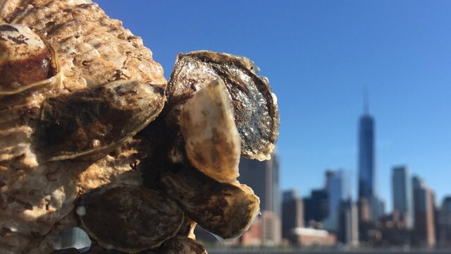 What's 'Billion Oyster Project' That Aims To Bring Back Glory To New ...