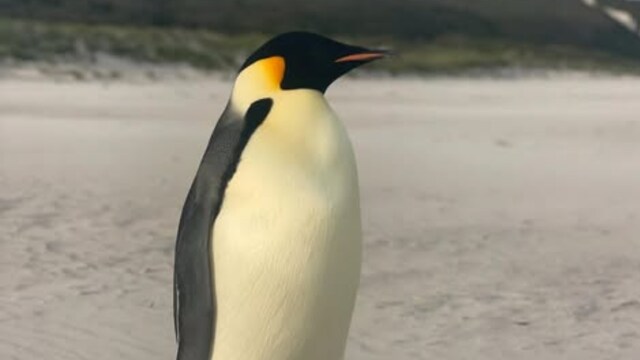 Gus The Emperor Penguin, Who Swam All The Way To Australia, Released In ...