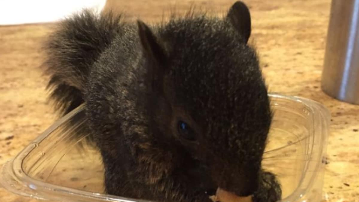New York Authorities Euthanise Instagram Squirrel Star, Owner Outraged ...