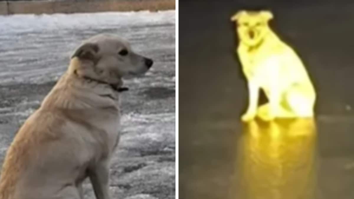 Watch: Russian Dog Waits For Days At The Spot Where Her Owner Died ...