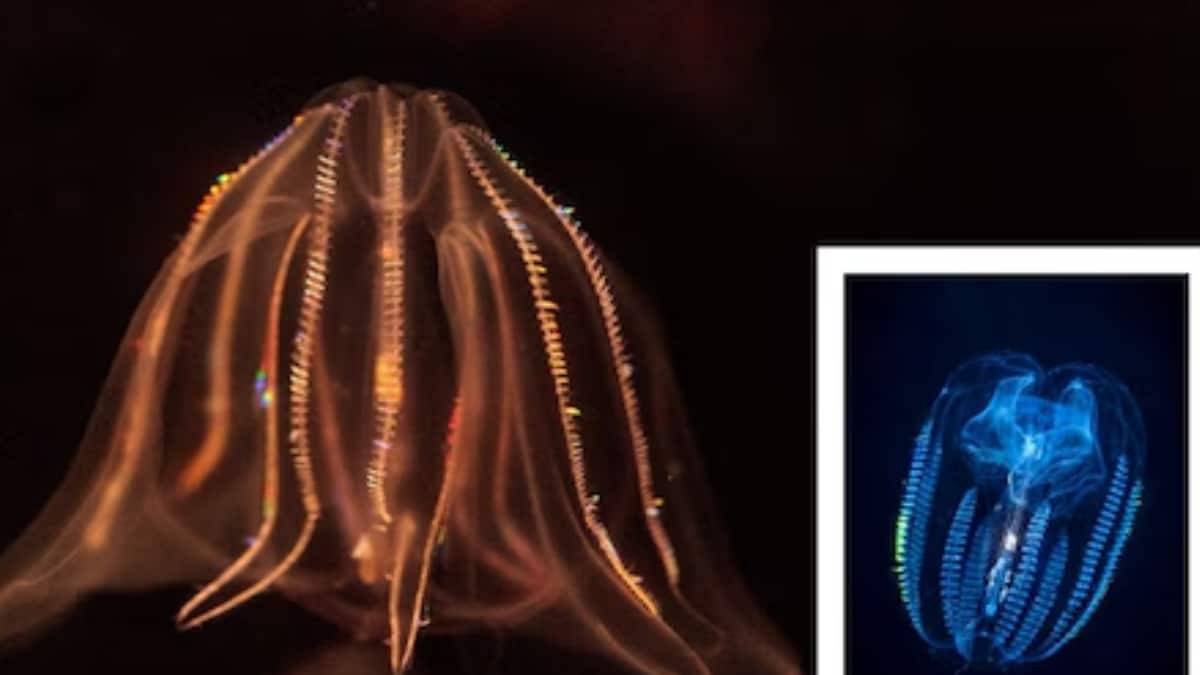 Turritopsis Dohrnii: This ‘Immortal Jellyfish’ May Lead To New ...