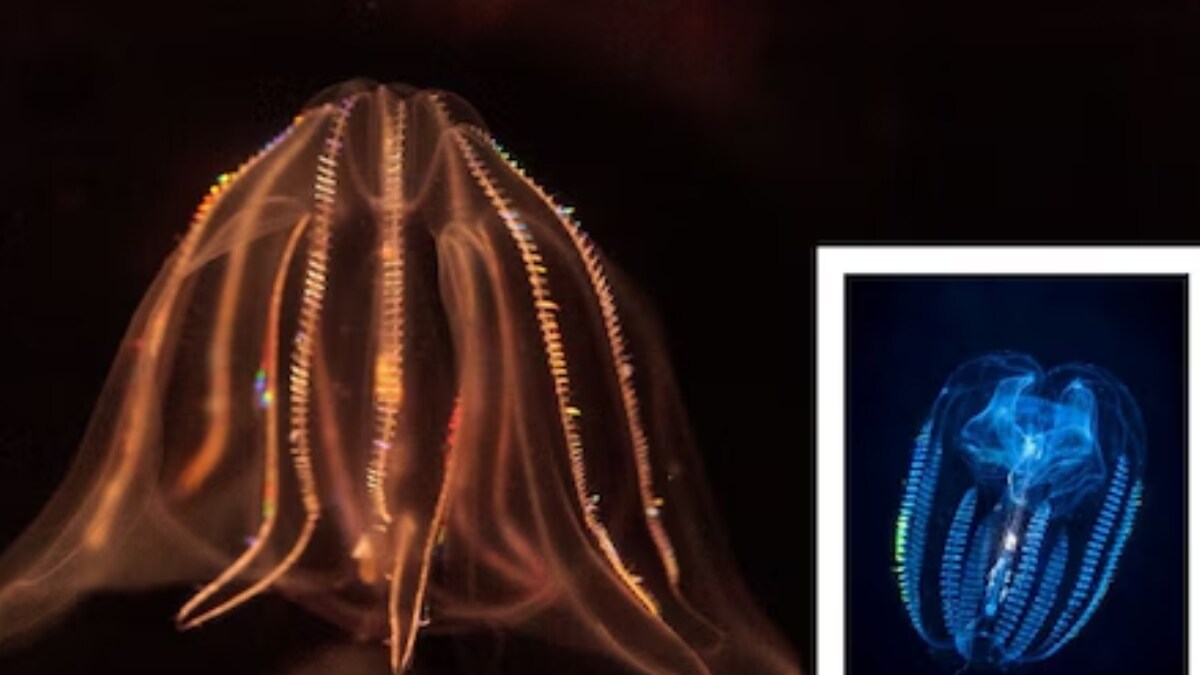 Turritopsis Dohrnii: This ‘Immortal Jellyfish’ May Lead To New ...