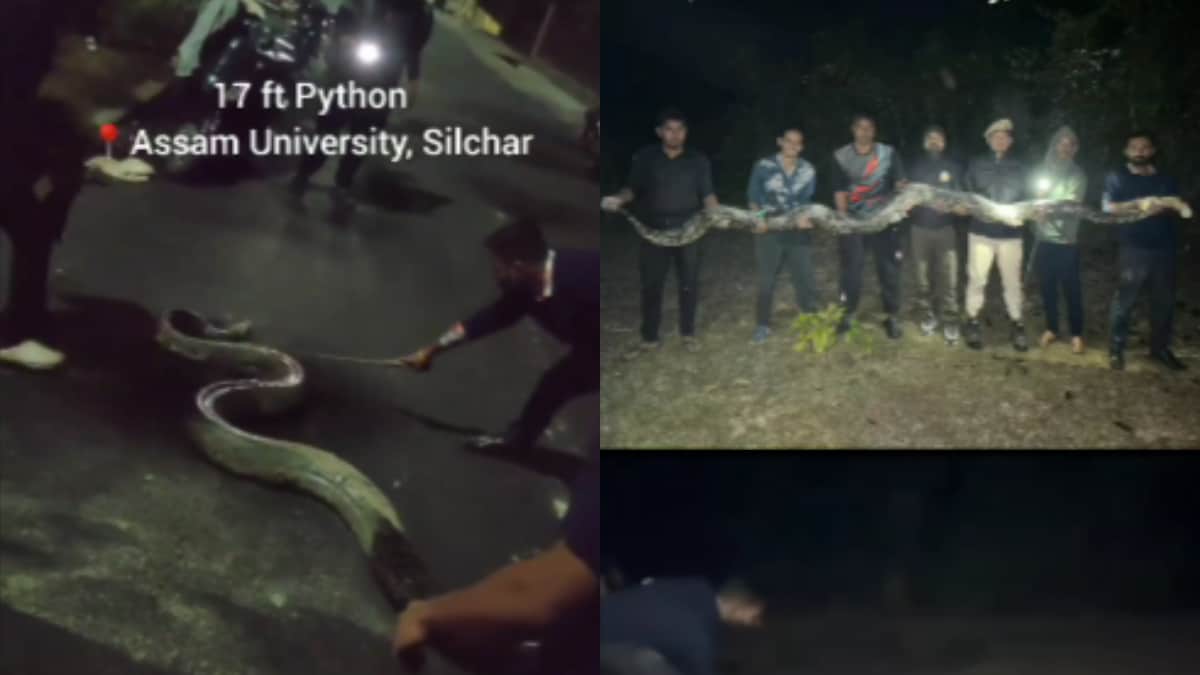17-Foot-Long, 100 Kg Python Rescued From Assam University | Video ...