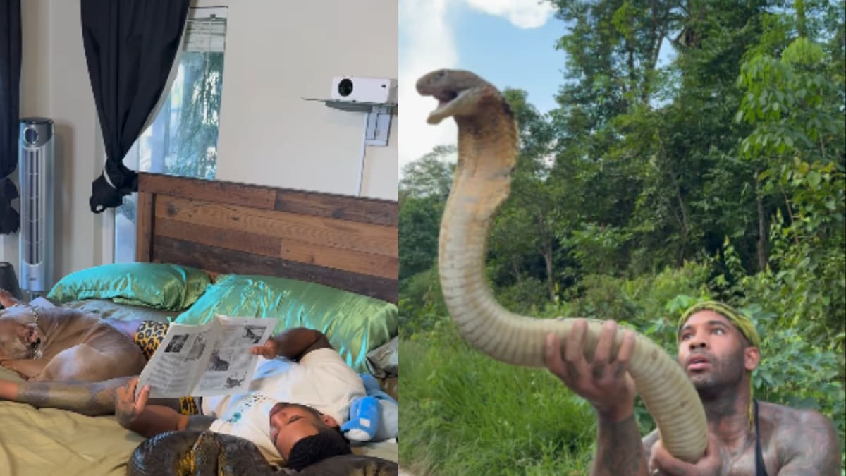 Man Reads Book In Bed With Giant Python, Internet Says ‘Me And My Ex ...