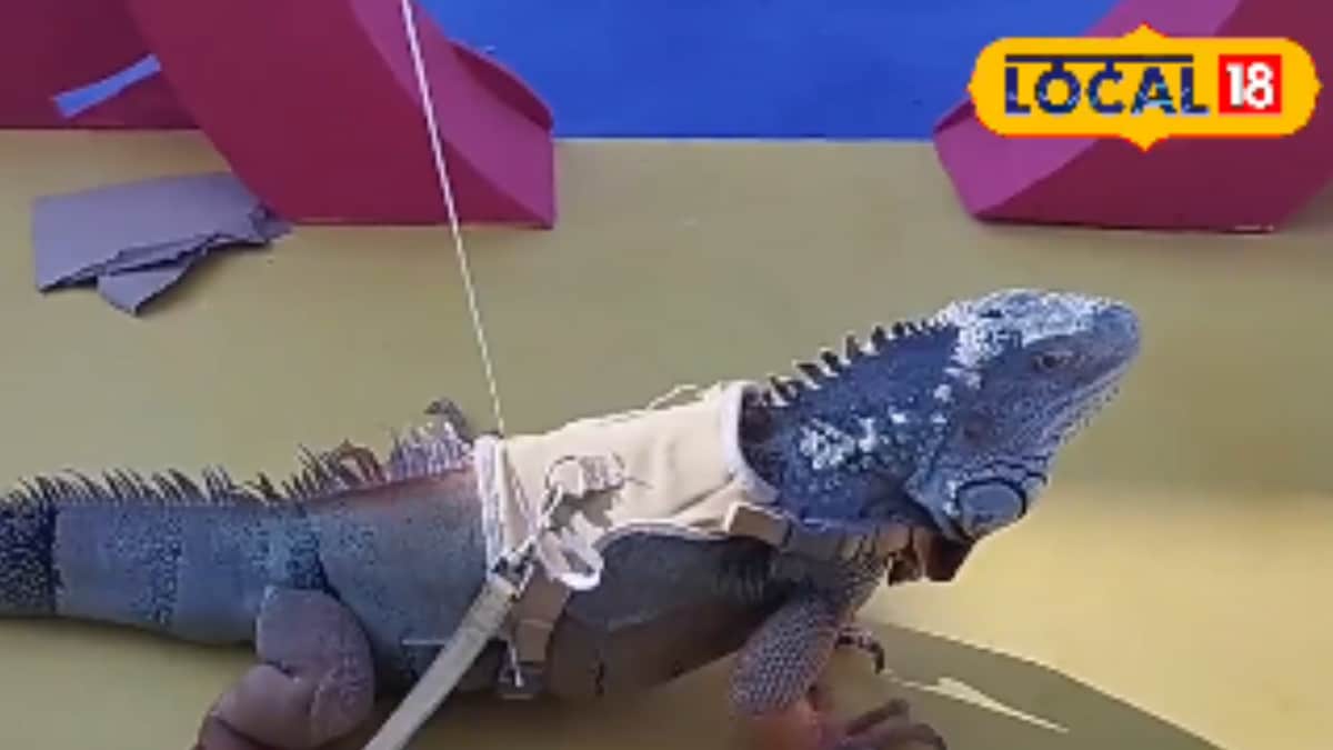 Not A Dog Or Cat, This Delhi Couple Treats Their Pet Lizard Like Family ...