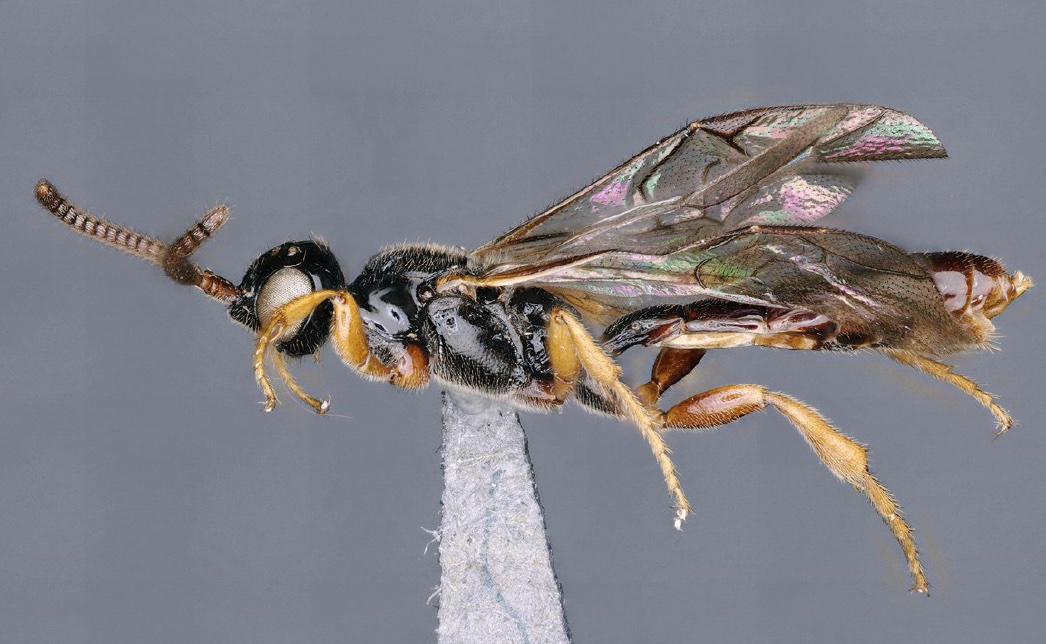 Tiny, Parasitic & Fascinating: 5 New Species Of Rare Darwin Wasps ...