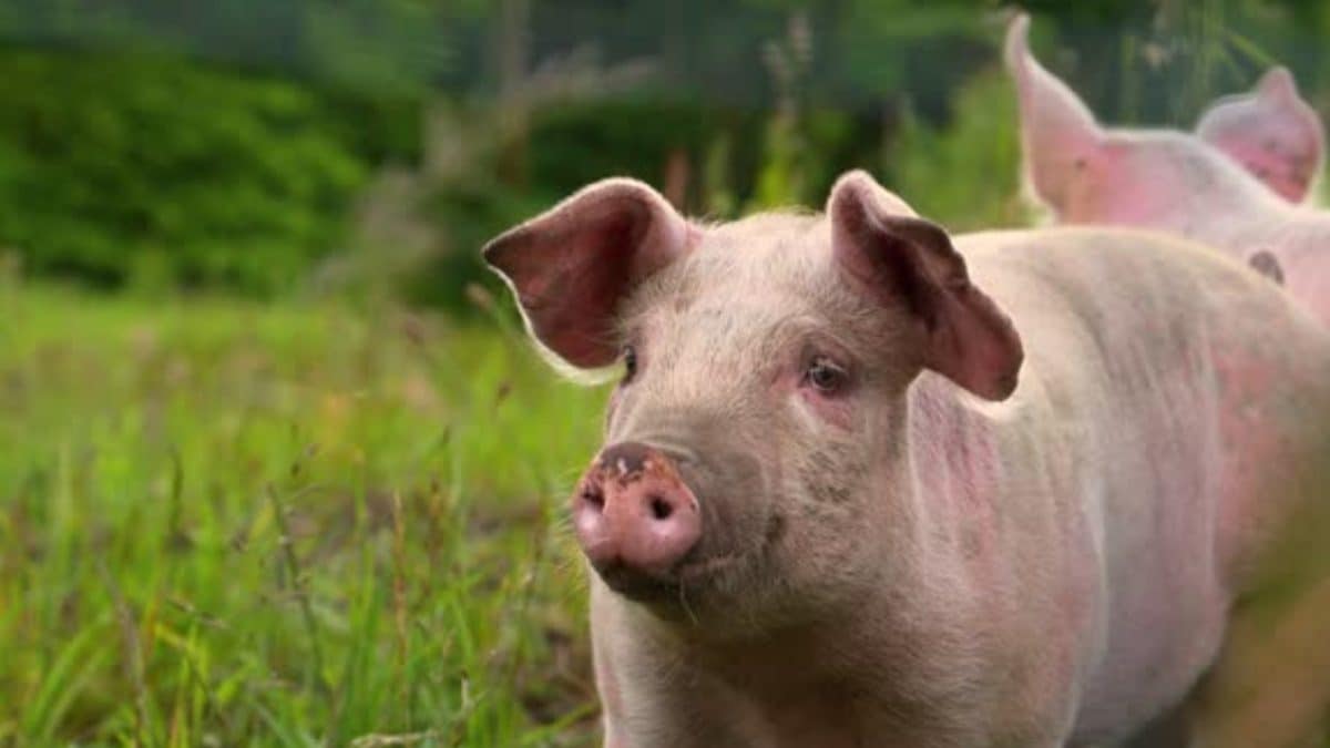 Odisha Theatre Actor Playing Demon Kills Pig On Stage, Eats Raw Meat ...