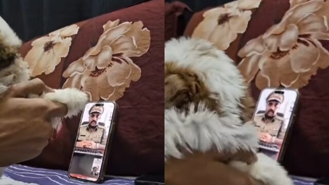 Mumbai Man Scams The Scammer, Puts Puppy In Front Of Camera When Asked ...
