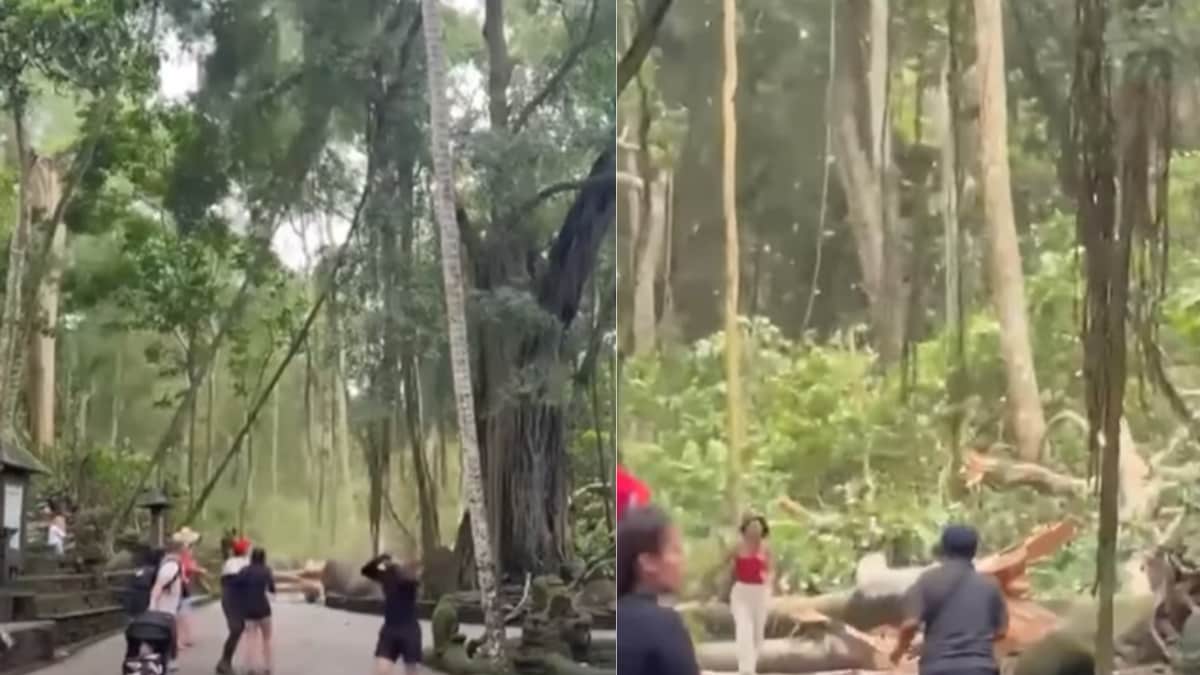 Caught On Camera: Two Killed After Giant Tree Crashes In Bali's Popular ...