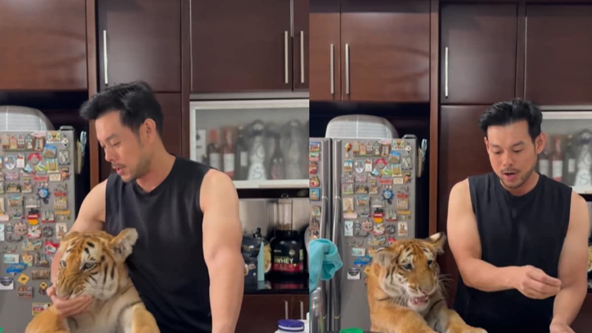 Tiger Cub’s Cute Antics In This Viral Video Can Give Any Pup A Run For ...