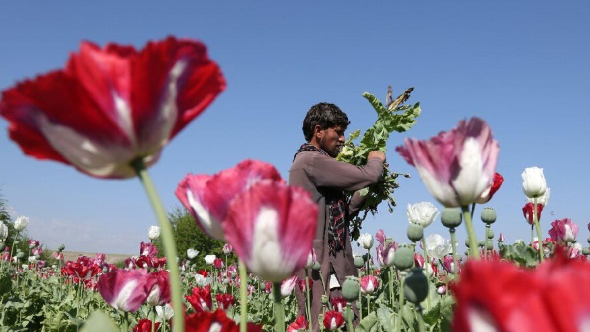 UP Farmers Face Unlikely Threat As Opium-Addicted Parrots Ravage Crops ...