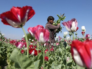UP Farmers Face Unlikely Threat As Opium-Addicted Parrots Ravage Crops ...