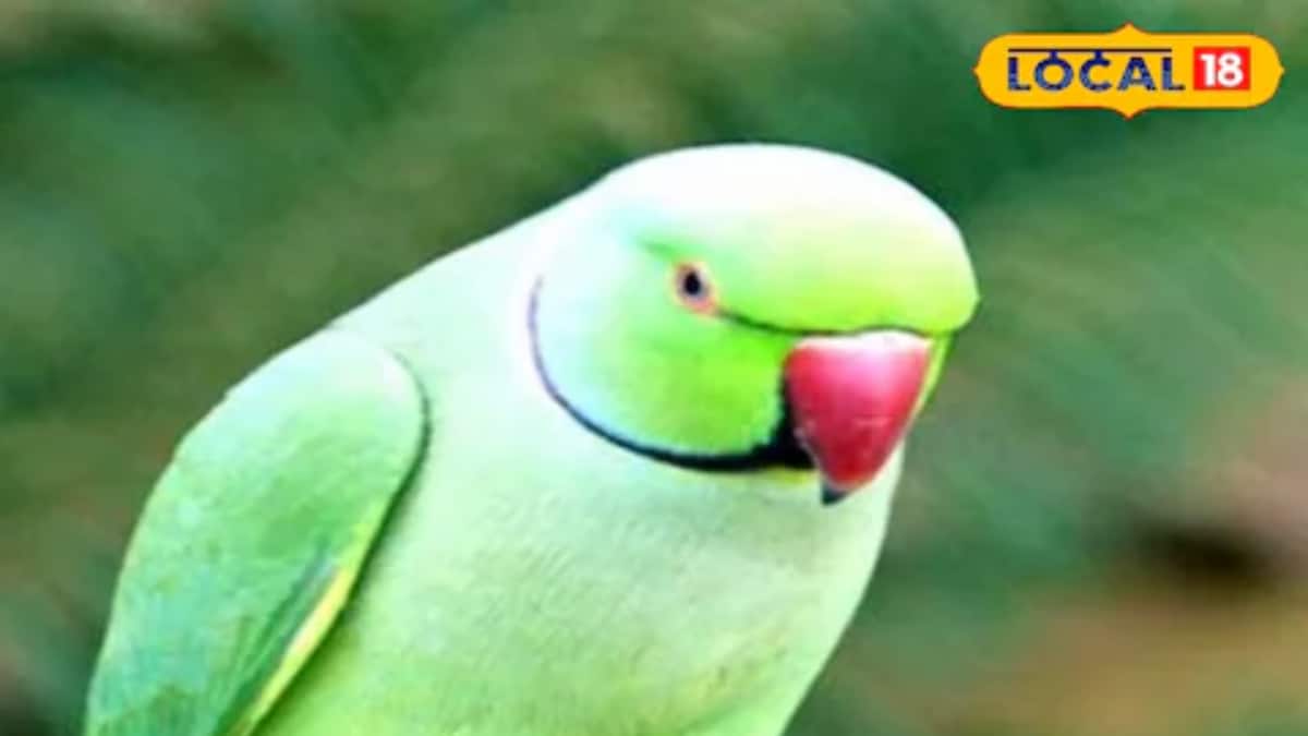 Parrot Missing, UP Man Offers Rs 1 Lakh Reward To Anyone Who Finds His ...