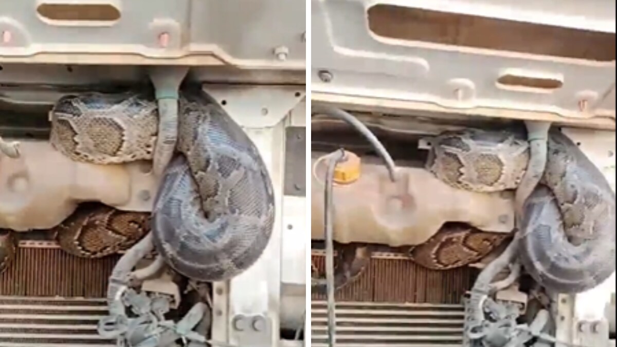 Watch: Hidden Inside Truck, Giant Python Travels 98 Km Across States ...