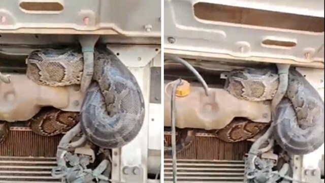 Watch: Hidden Inside Truck, Giant Python Travels 98 Km Across States ...
