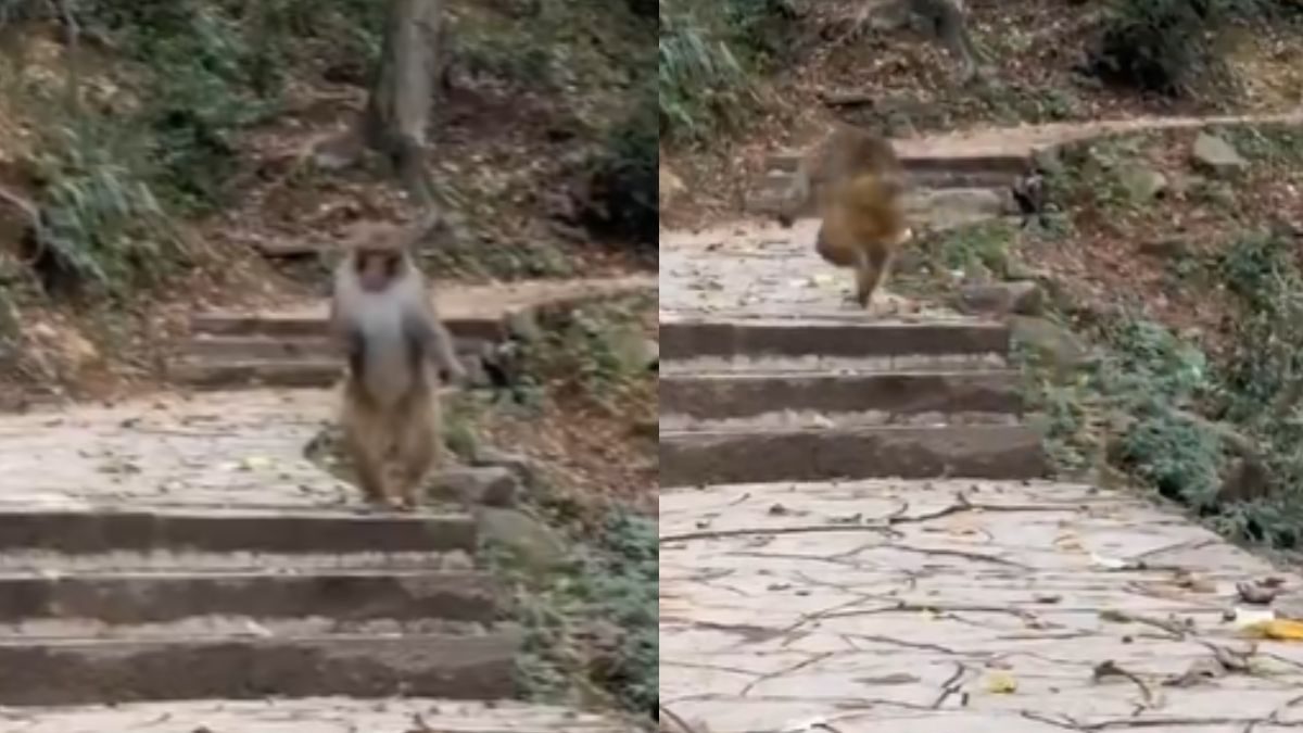 Watch: Monkey, With One Broken Limb, Learns To Walk Like Humans | Viral ...