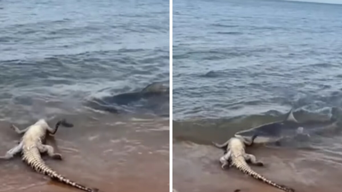 Shark Eating Crocodile On Beach