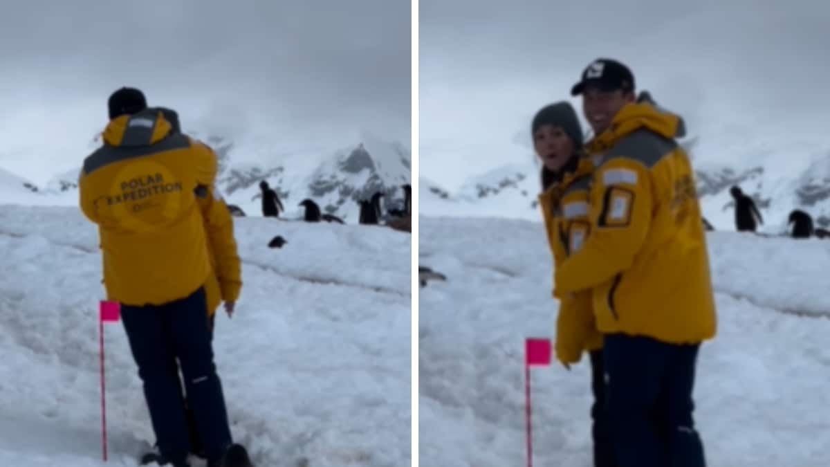 Watch: Penguin Patiently Waits For Couple To Make Way In Antarctica ...