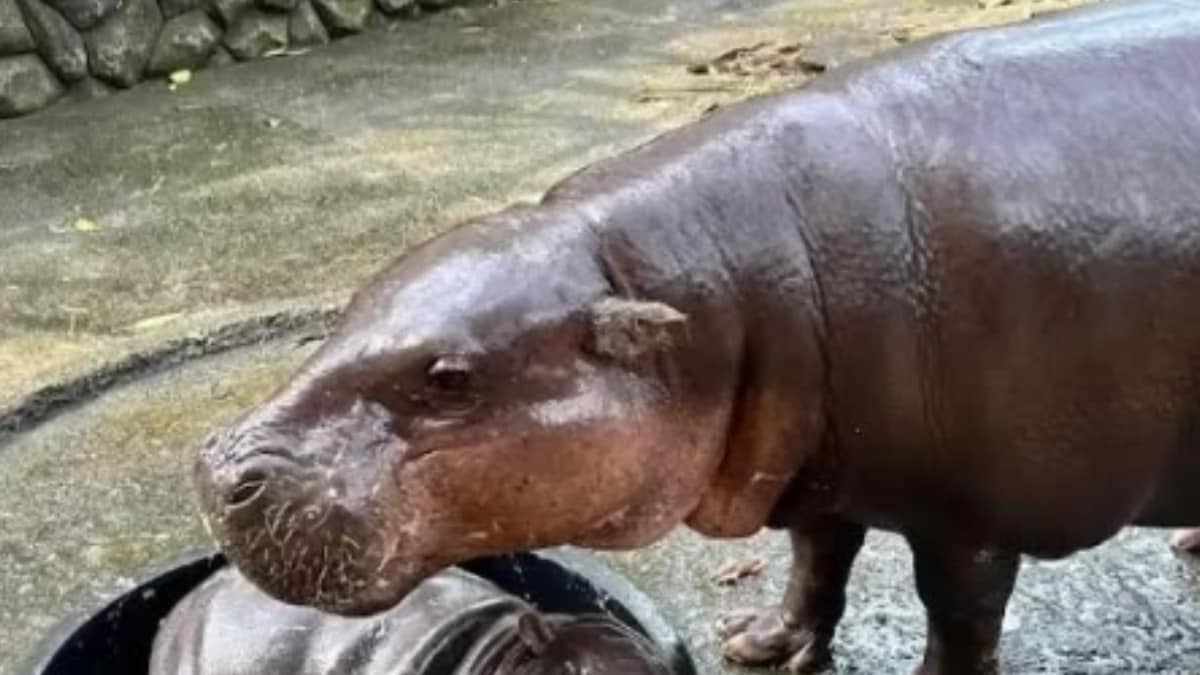 Moo Deng, The Adorable Baby Hippo, Is The Viral Sensation Of 2024 ...