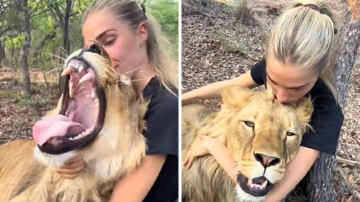 Lion Hugs And Kisses Woman In Crazy Viral Video, Internet Thinks He Is ...