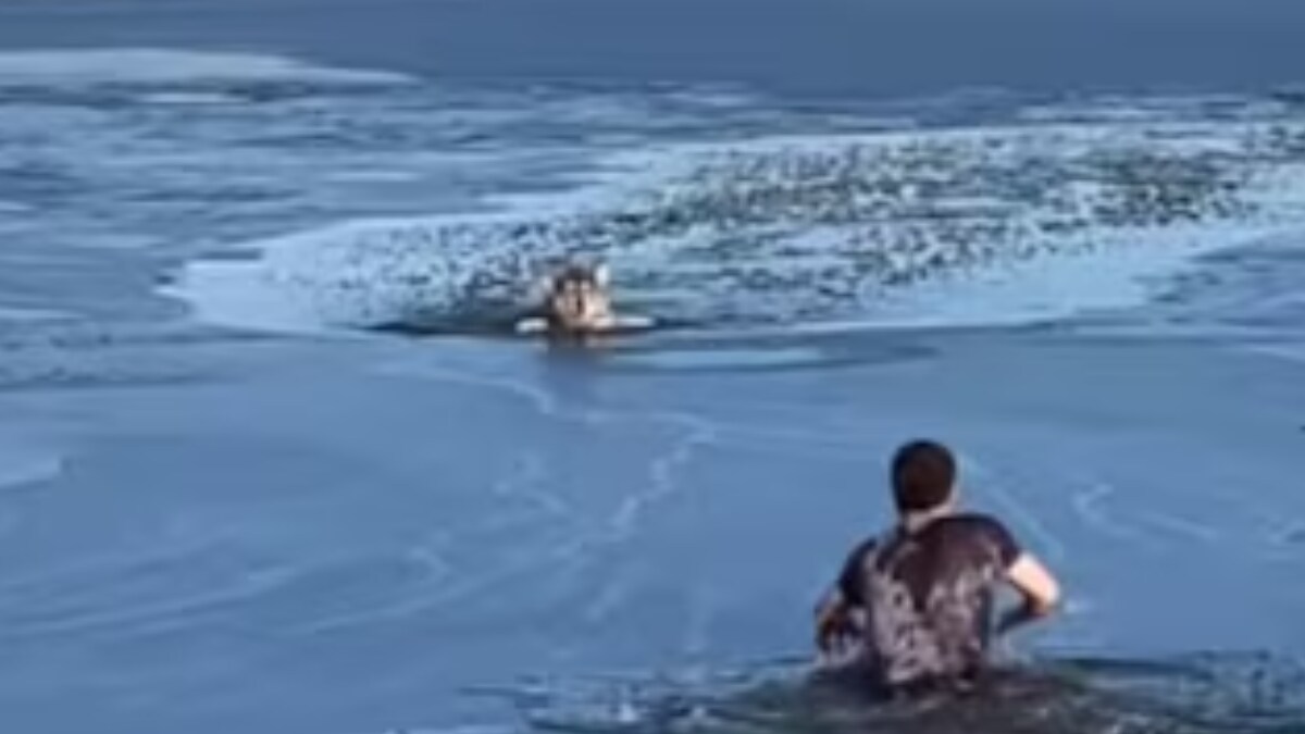 On Camera, Indian-origin Man Rescues Dog Stranded On Frozen Lake ...