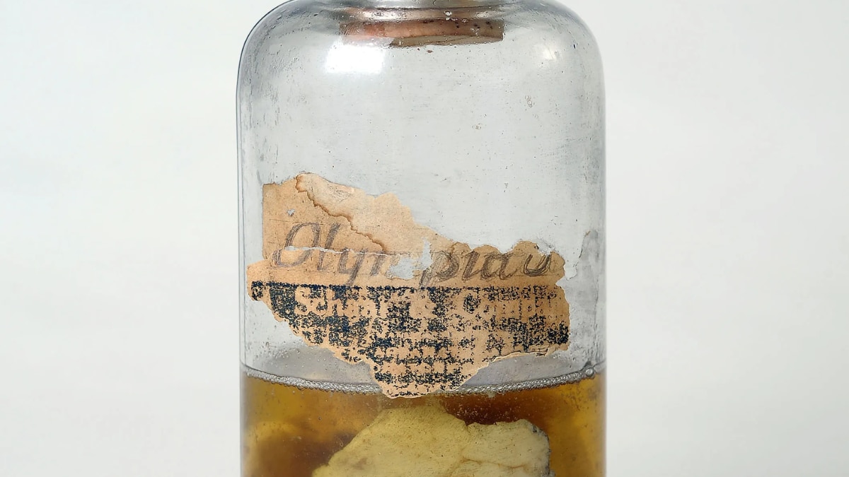 The Strange Story Of Meat Falling From The Sky In Kentucky | Viral News ...