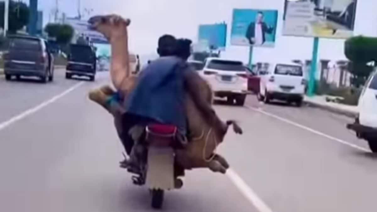 Men Carry Camel On Motorcycle, Leaving Commuters Stunned In Viral Video ...