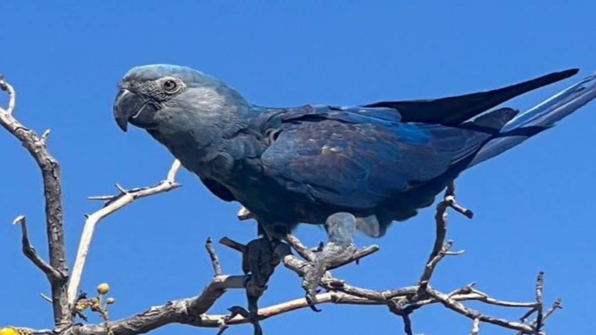 Vantara Partners With ACTP To Reintroduce 41 Extinct-In-The-Wild Spix’s ...