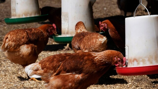 With 9 Mutations, Bird Flu Poses Global Health Risk But No Need For ...