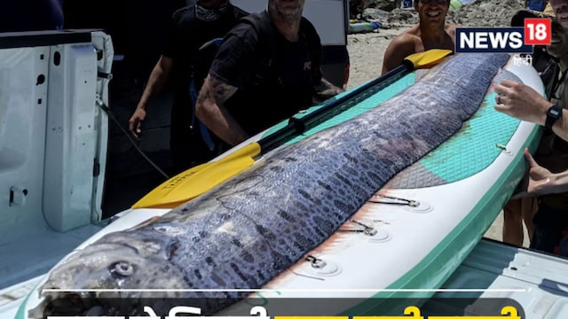 'Doomsday Fish' Spotted At Mexico Beach, Locals Spooked | Viral News ...