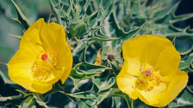 How Satyanashi Plant Helps Against Aging, Diabetes And Infertility ...