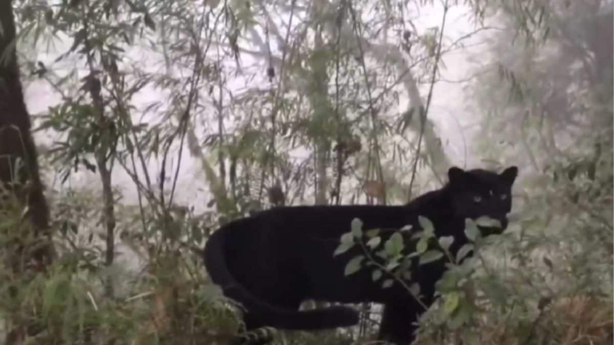 7 Rare Wildlife Species Native To India
