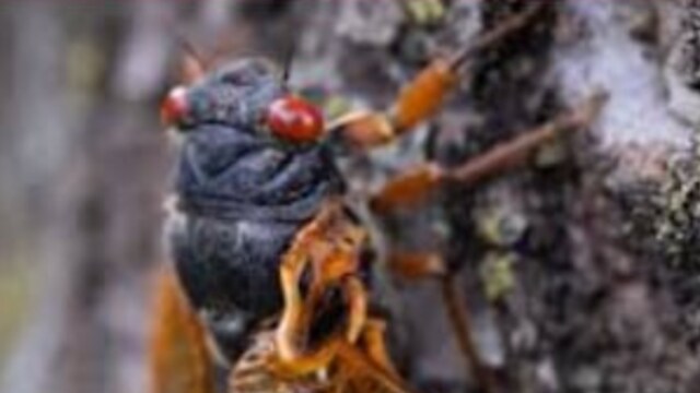 This Insect, Dormant For 17 Years, Will Awaken In 2025 To Impact 5 ...