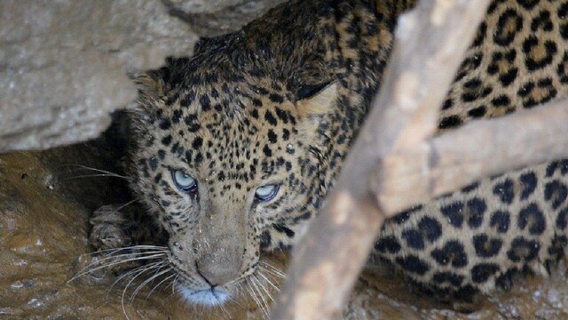 Leopard Kills Blackbuck Near Statue Of Unity, Seven Deer Die Out Of ...