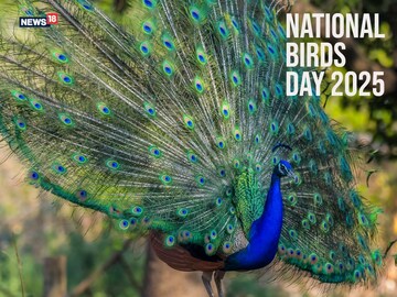 National Bird Day 2025: History, Significance, And How To Celebrate on ...