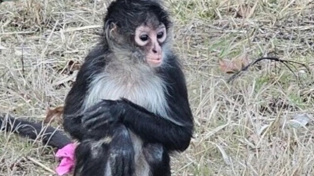 Pink Tutu-wearing Monkey Rescued By Sheriff Officers In Dramatic ...