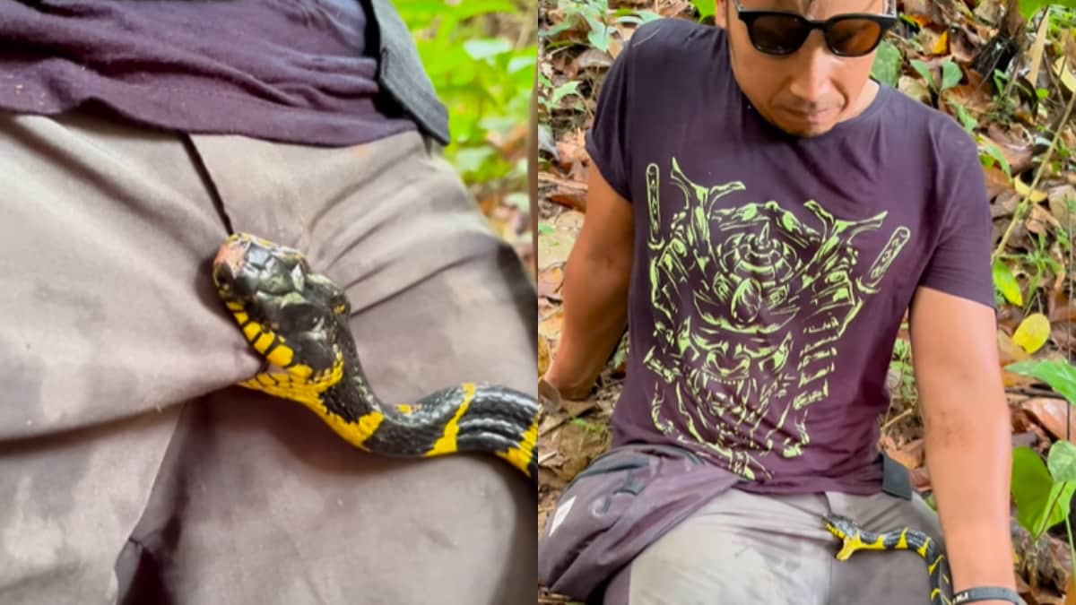 In Terrifying Video, Snake Bites Indonesian Influencer's Private Parts ...
