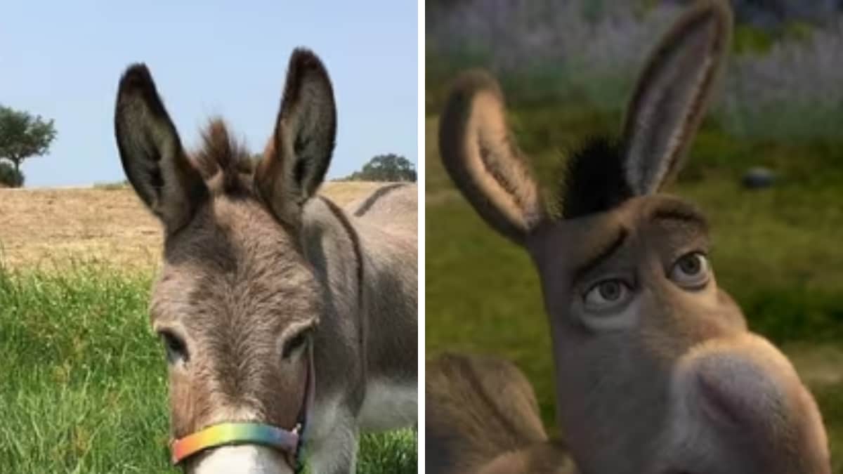 Perry, The Donkey Who Inspired Shrek’s Sidekick, Dies At 30 | Viral ...
