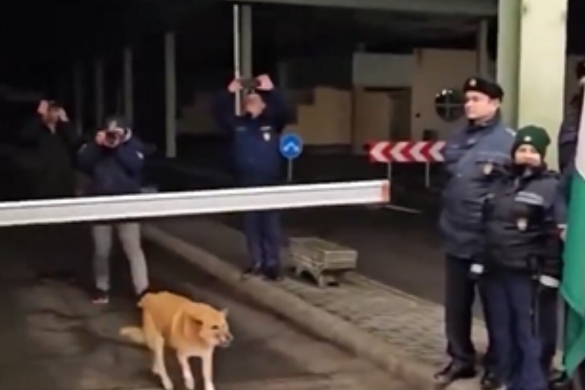 Watch: Stray Dog Becomes First To Cross The Newly Opened Romania ...
