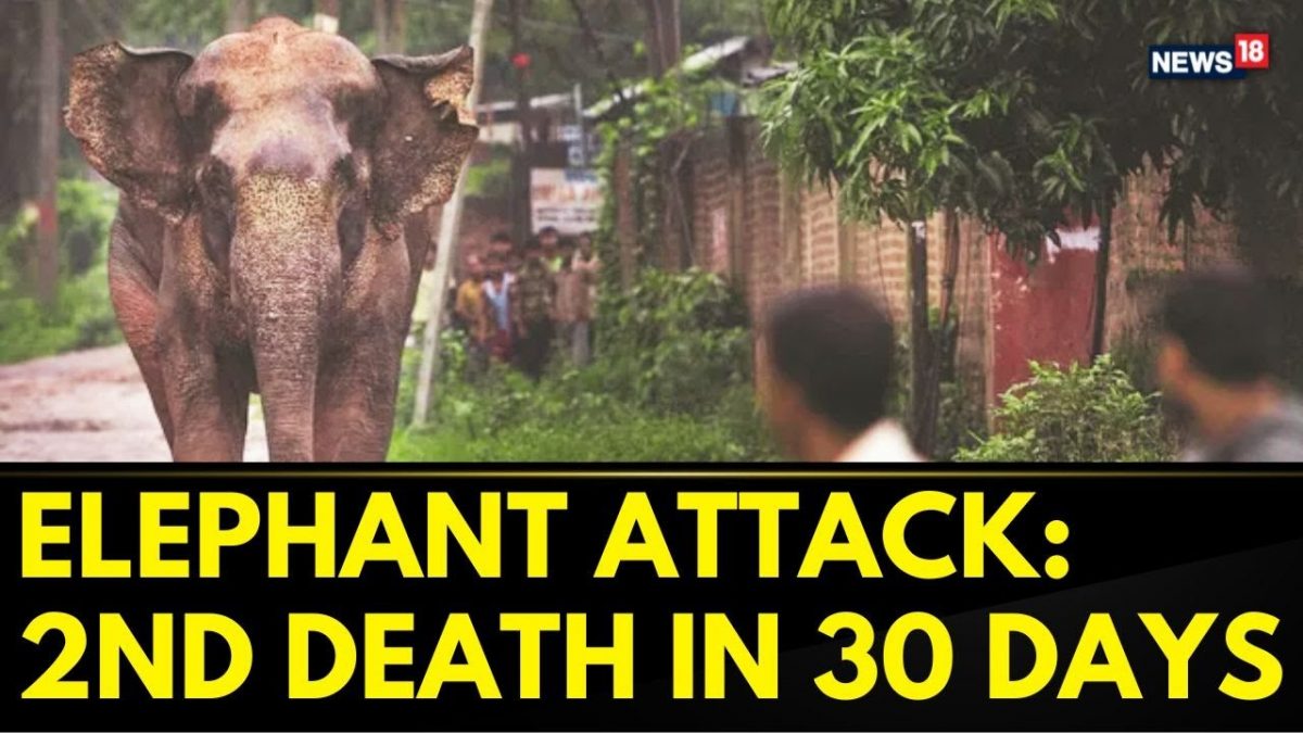 Wayanad Elephant Attack: 2nd Death in a Month | Human-Wildlife Conflict ...