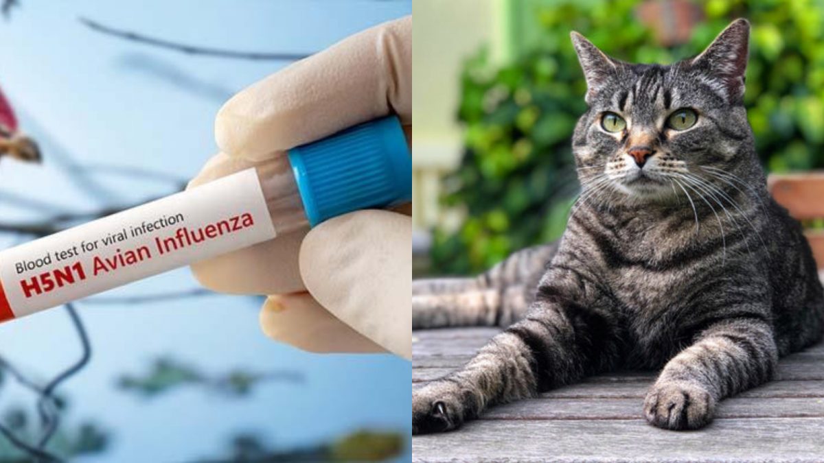 In A First, Bird Flu Detected In Domestic Cats In India: Report | India ...