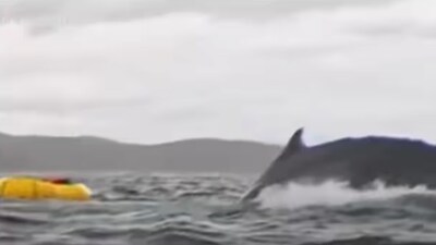 Father Records Terrifying Moment When Whale Swallows His Son. Watch ...