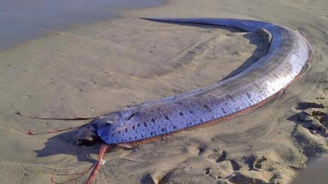 Bad Omen? Earthquakes Incoming? Doomsday Fish Spotting In Mexico Sparks ...