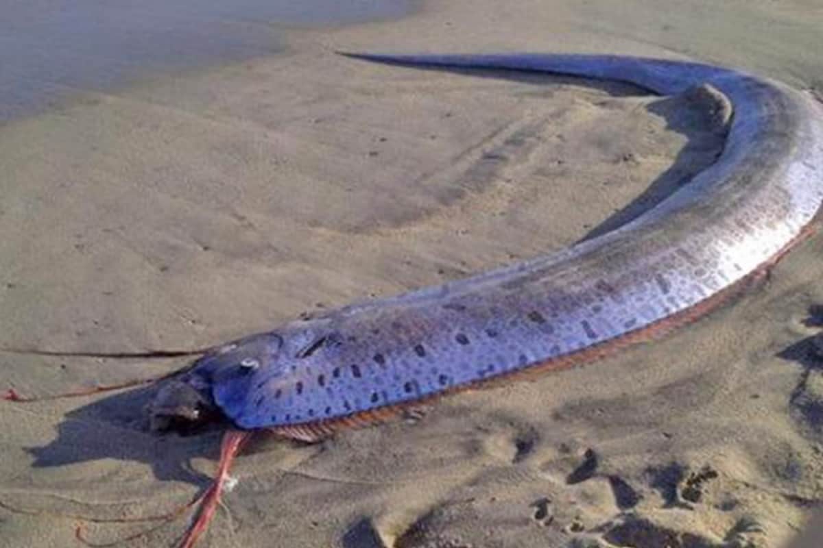 The Oarfish Omen