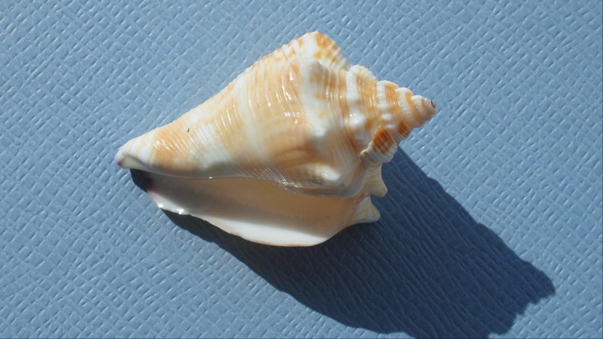 The Science Of Shankhnaad: How Conch Blowing Benefits Mind And Body ...