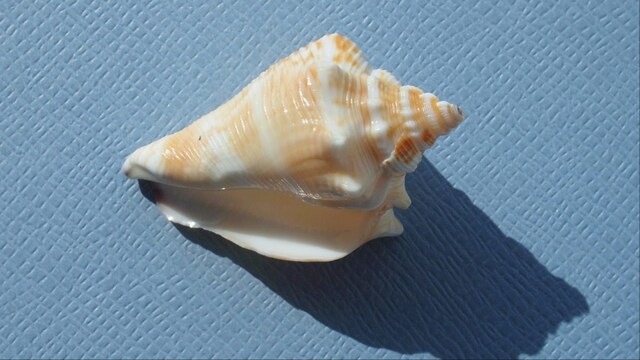 The Science Of Shankhnaad: How Conch Blowing Benefits Mind And Body ...