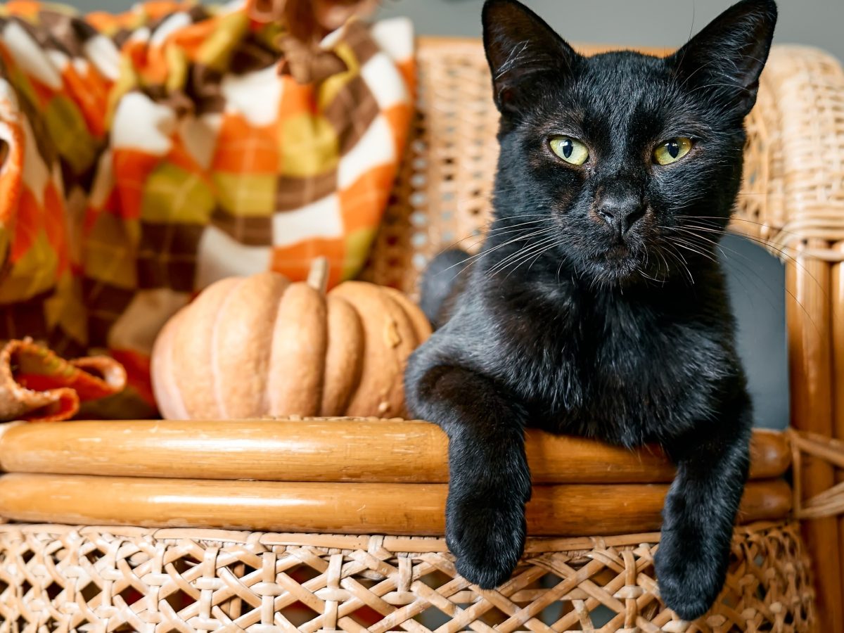 National Cat Day